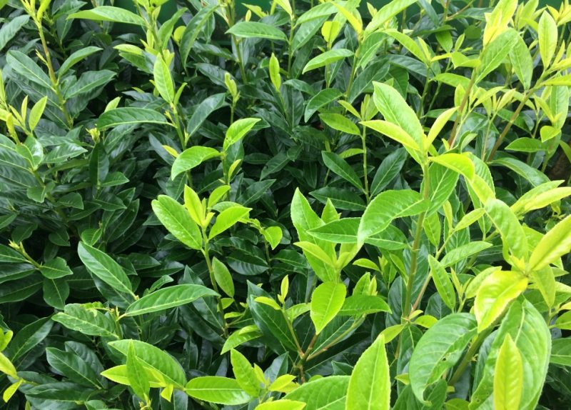 Hedging plants available to buy online from Trevena Cross