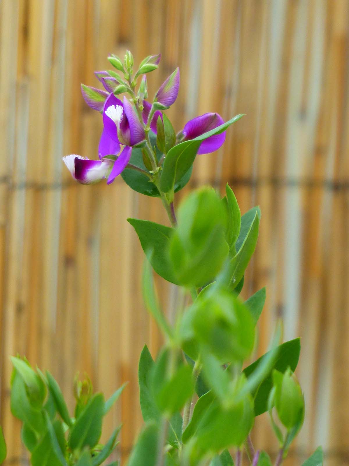 Polygala myrtifolia - Trevena Cross