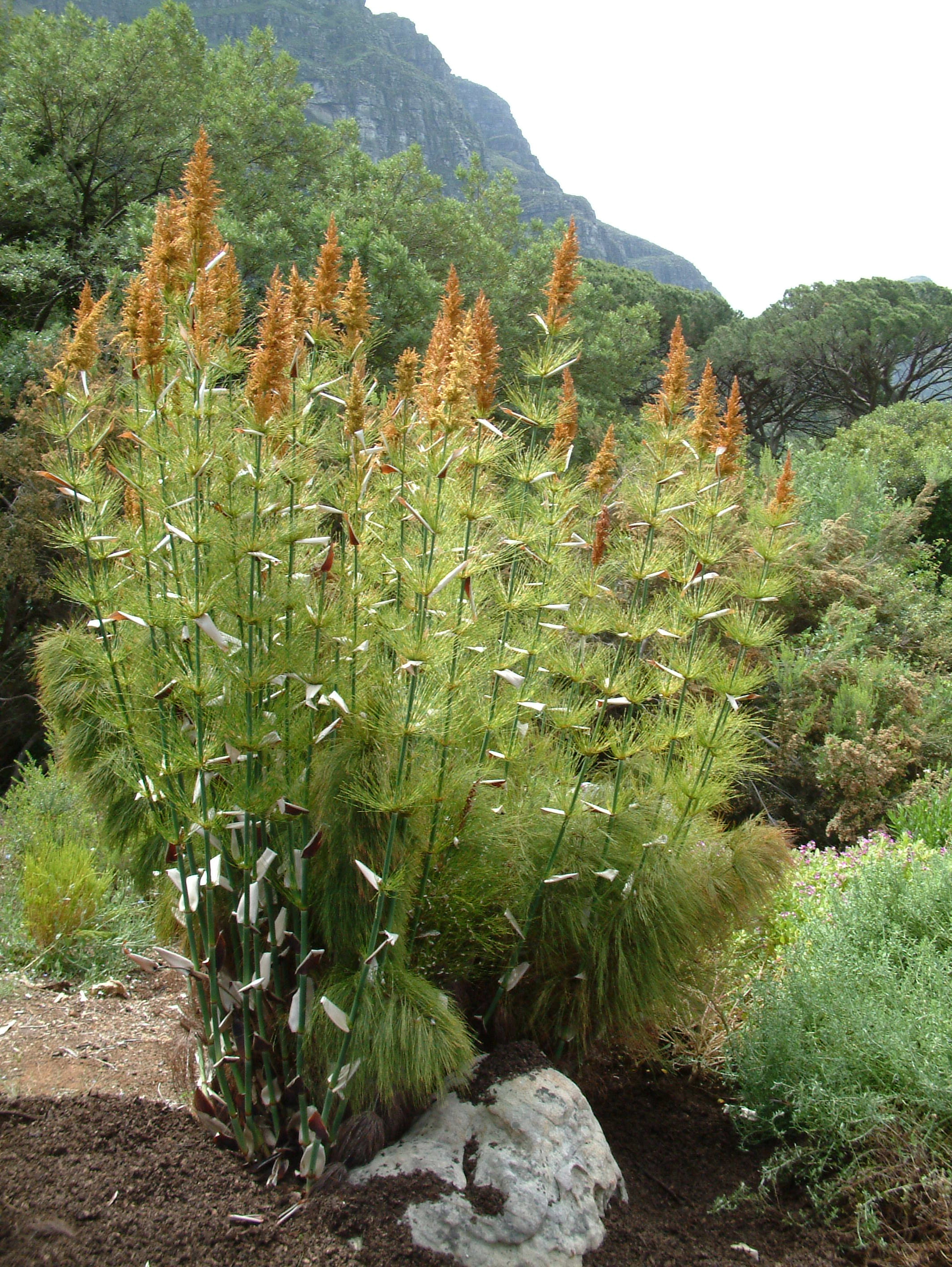 Elegia capensis - Trevena Cross