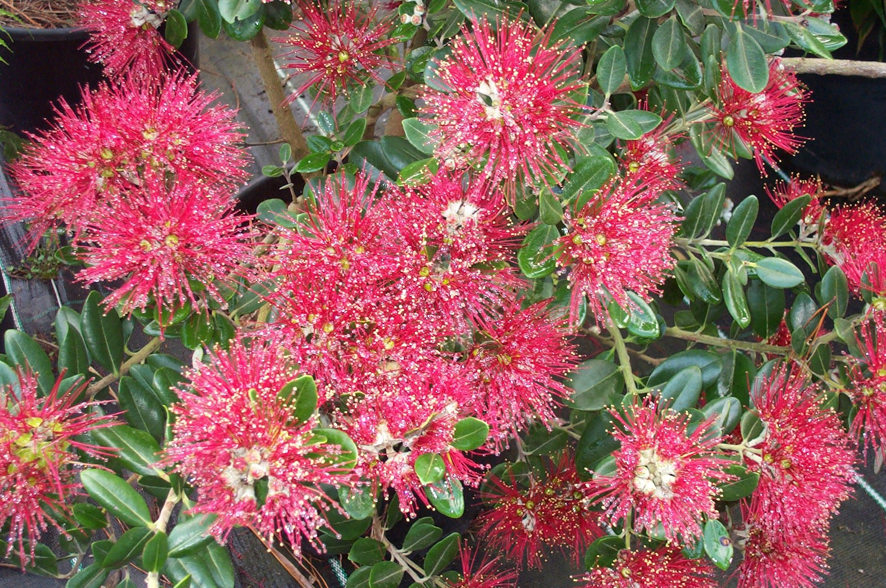 Metrosideros excelsus - Trevena Cross