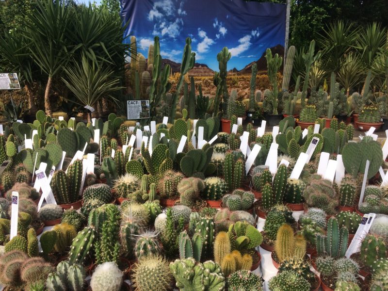 New cacti display at Trevena Cross, so good you could be in the desert!