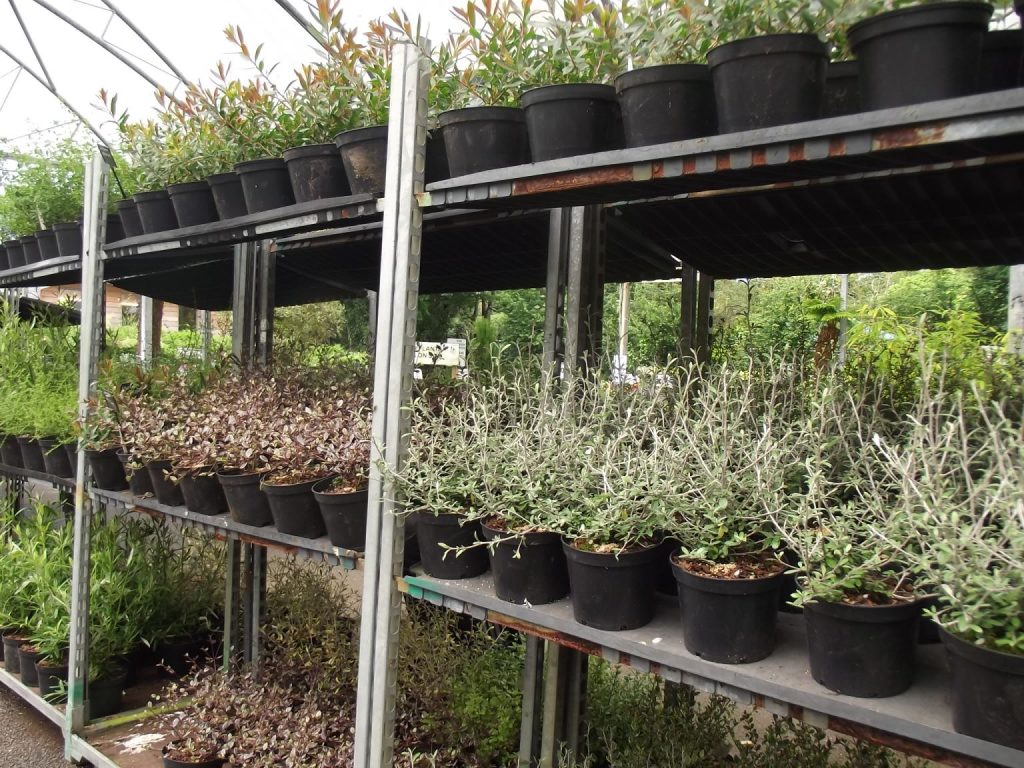 Shrubs - Buy a wide range of shrubs at Trevena Cross Nurseries
