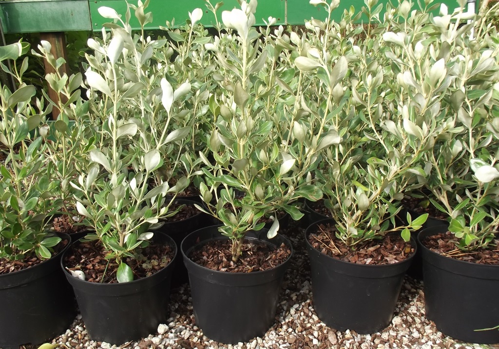 Olearia Pietro Scibilia Sicily